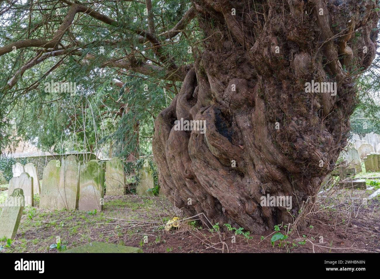 Ancient yew tree in Warblington churchyard Stock Photo - Alamy