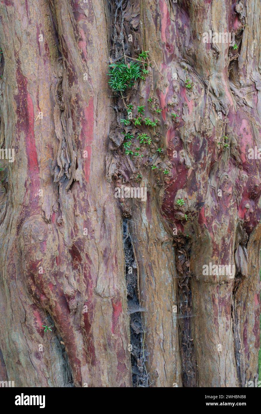 Yew tree bark Stock Photo - Alamy