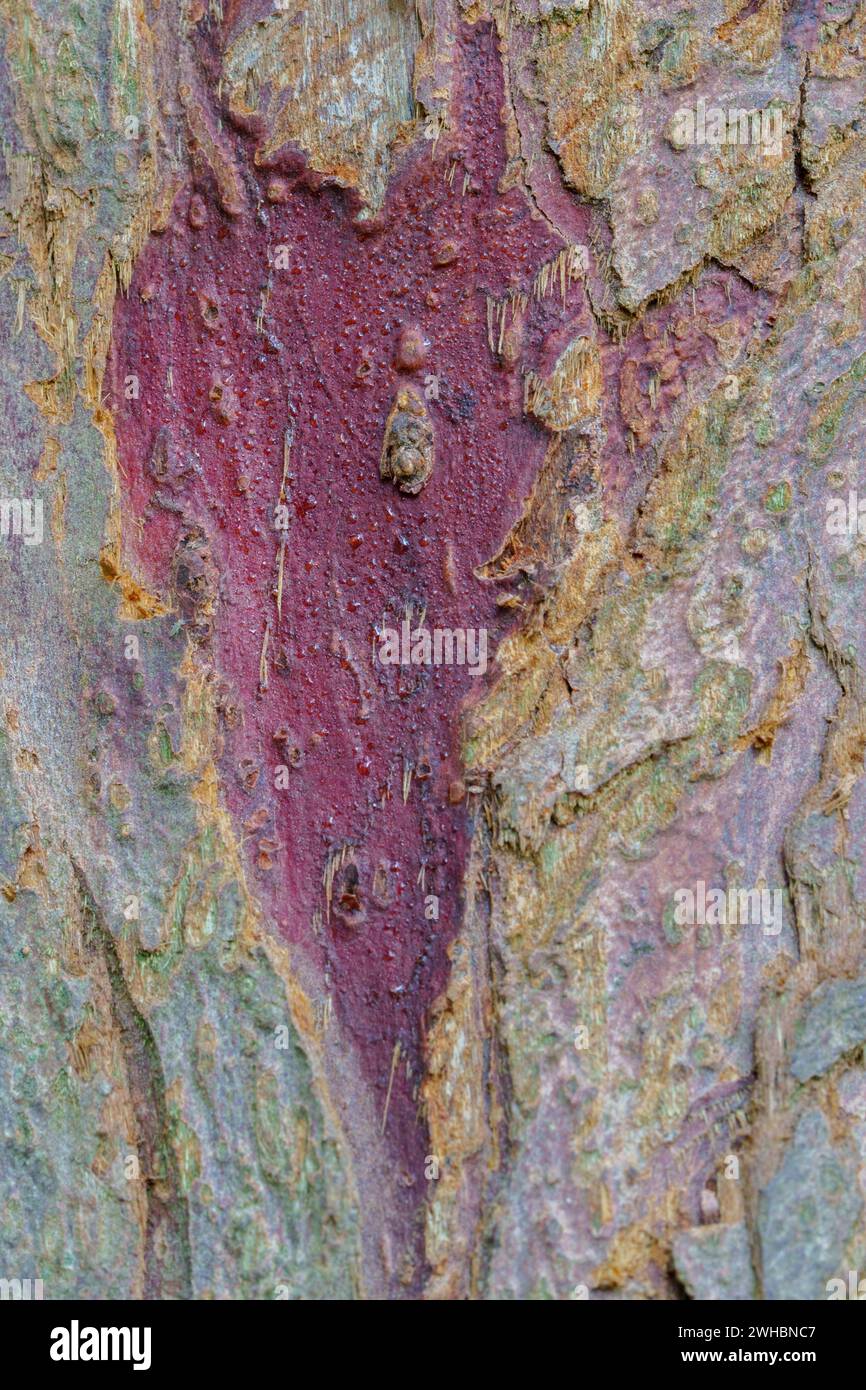 Heart shape in yew tree bark Stock Photo - Alamy