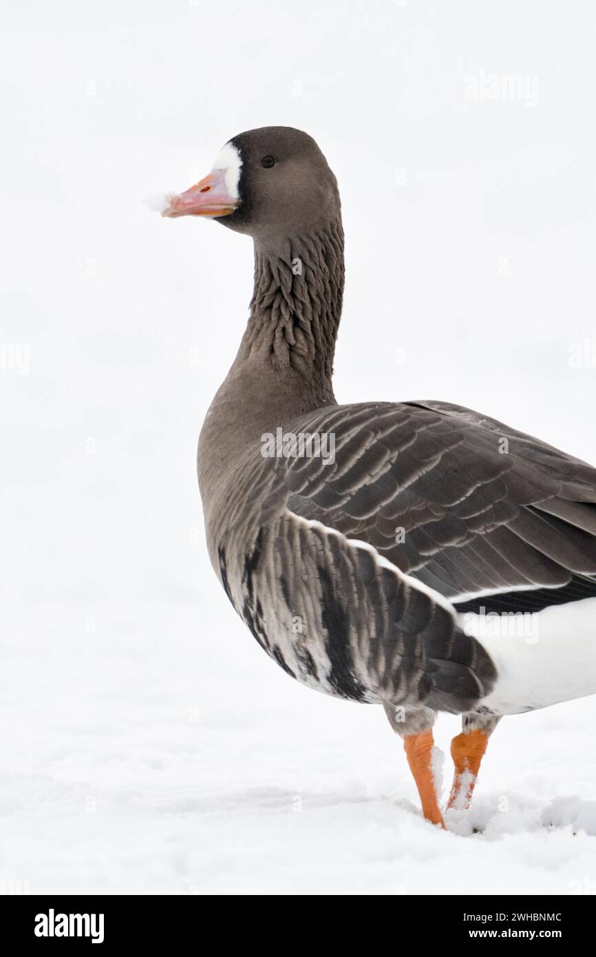 White fronted goose uk on farmland hi-res stock photography and images ...