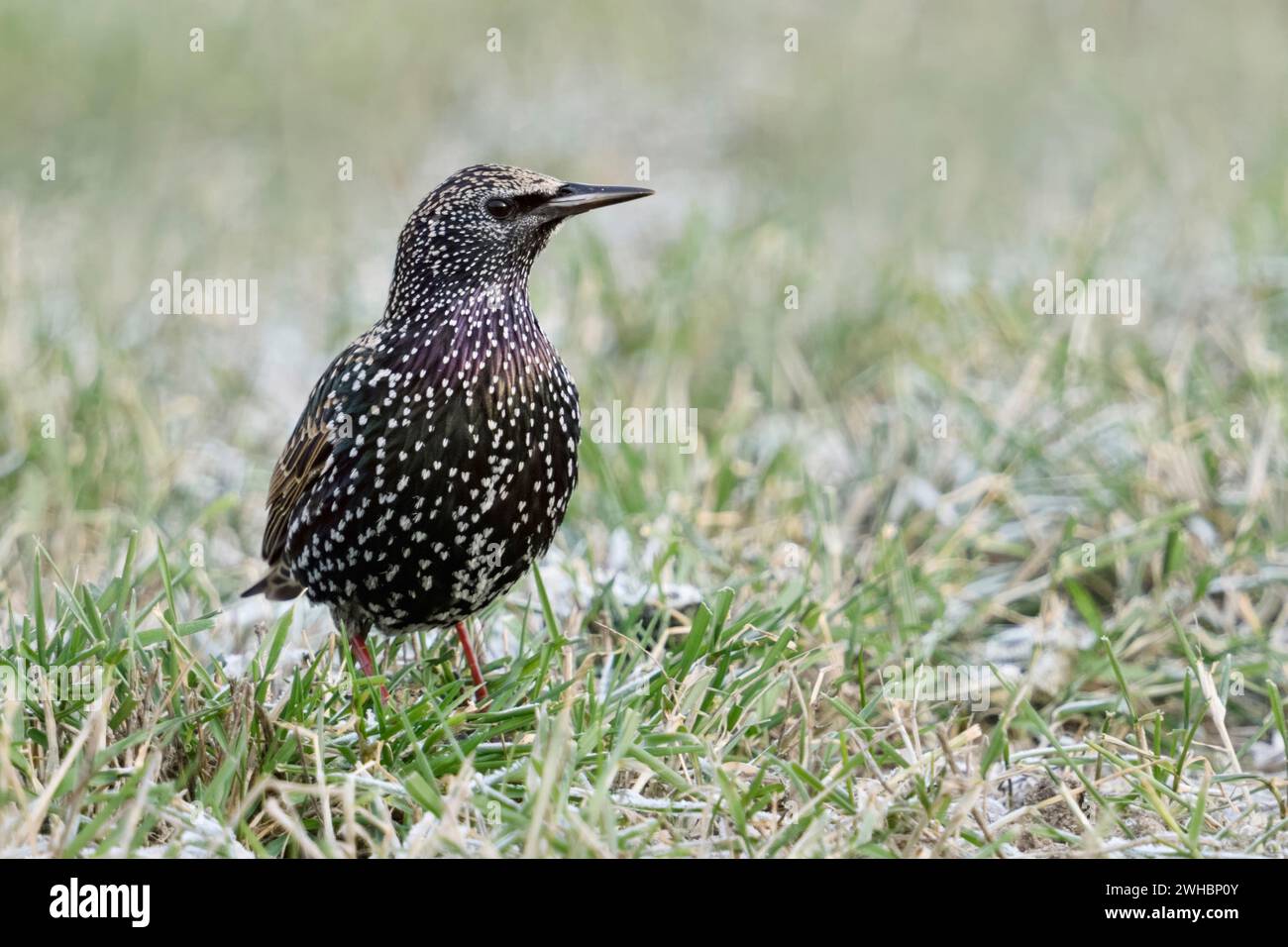 étourneau sansonnet sturnus vulgaris hi-res stock photography and ...