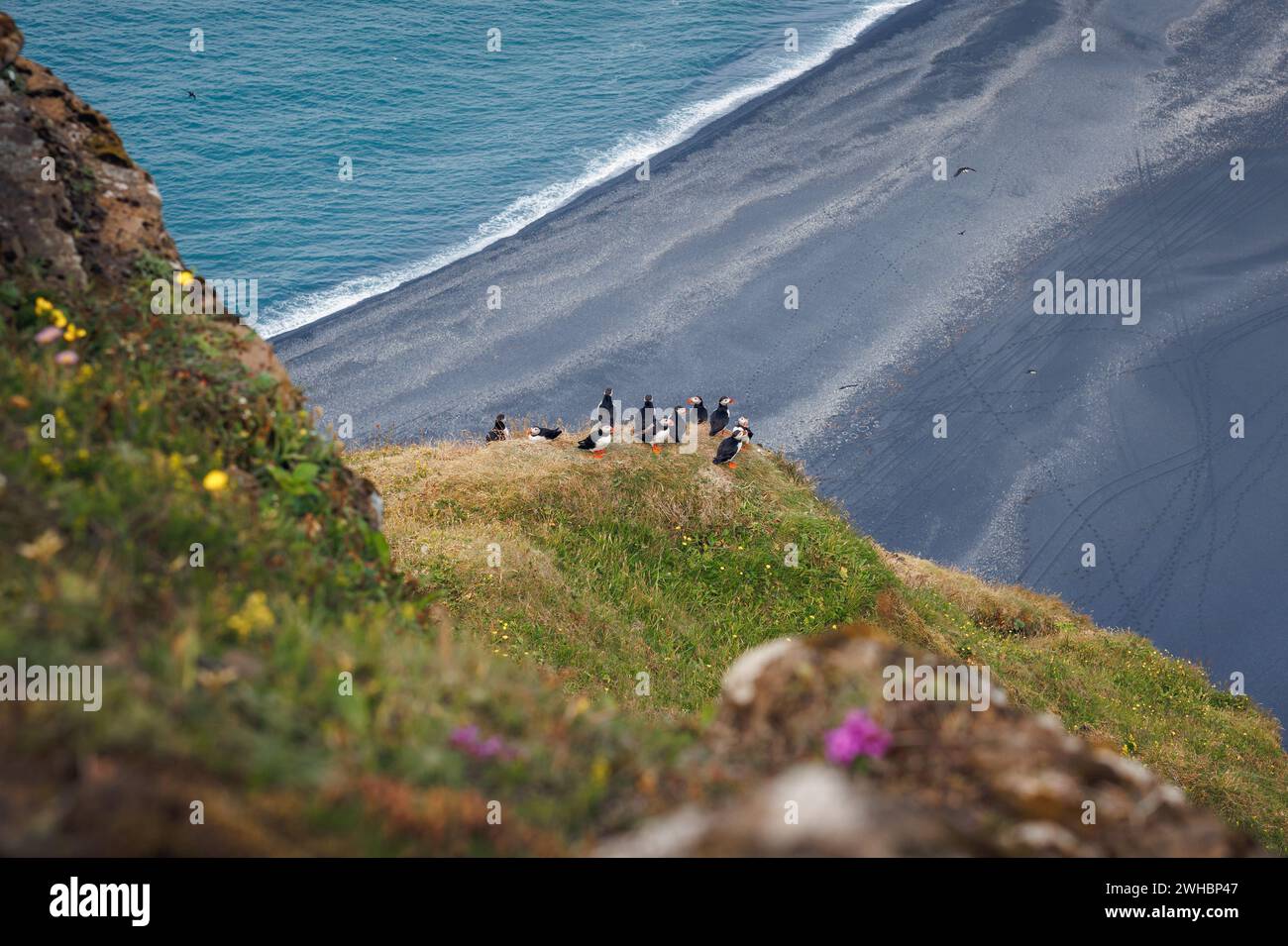 Puffins, cute small, colorful birds standing by their nests on the ...