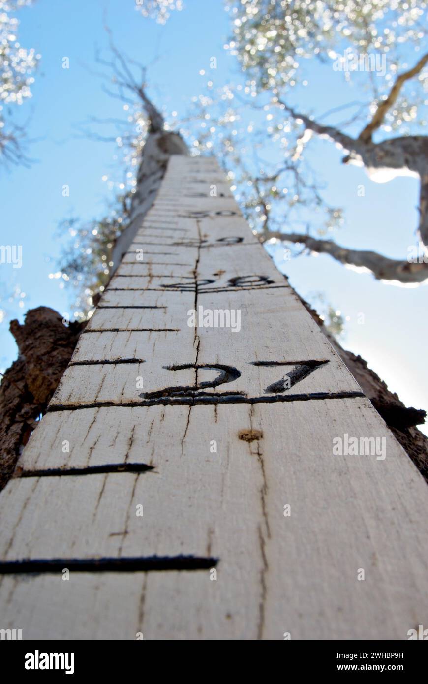 Measure height tree hi-res stock photography and images - Alamy