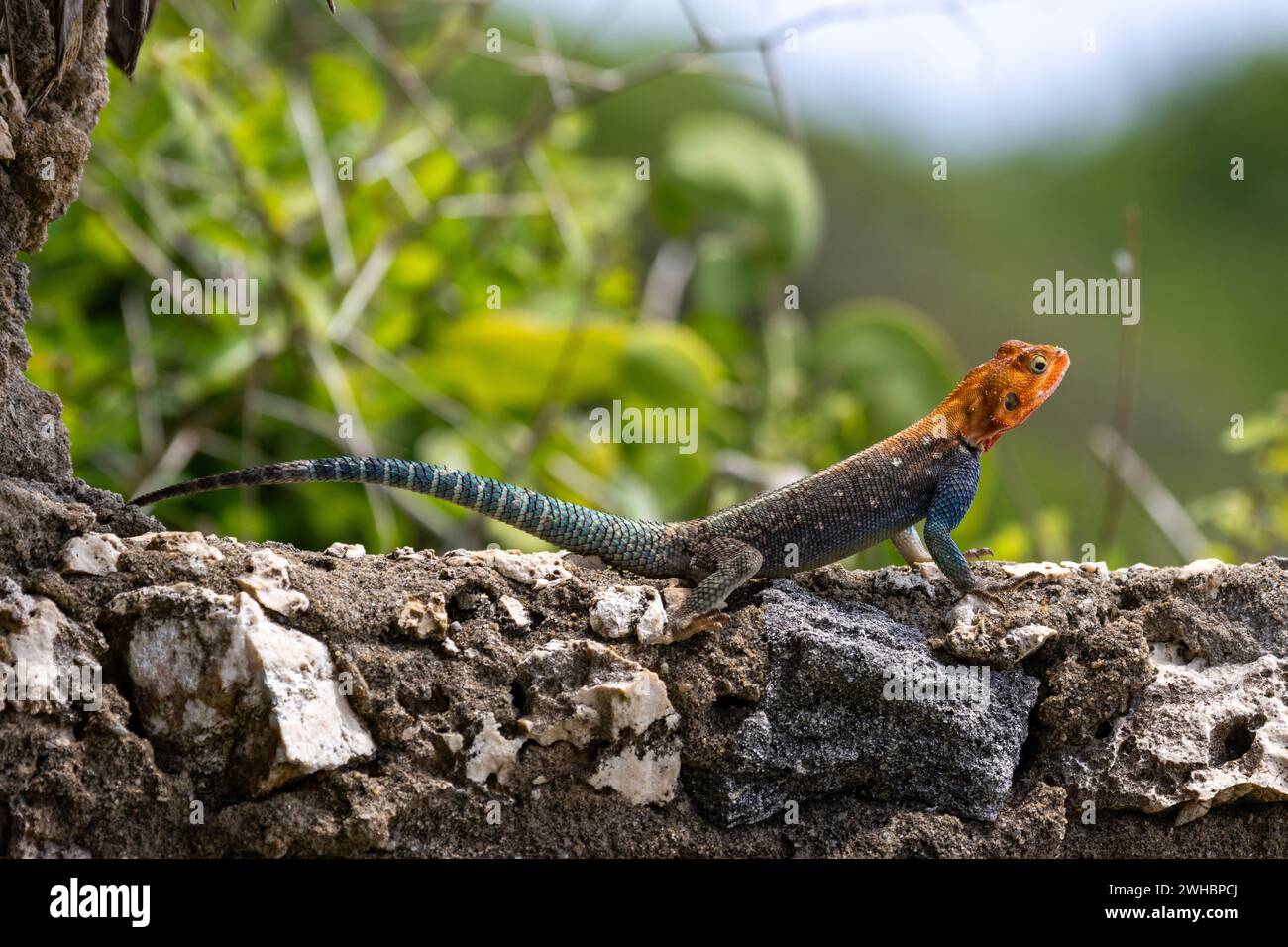 A rainbow agama on a stone wall in its native land Kenya. A colourful ...