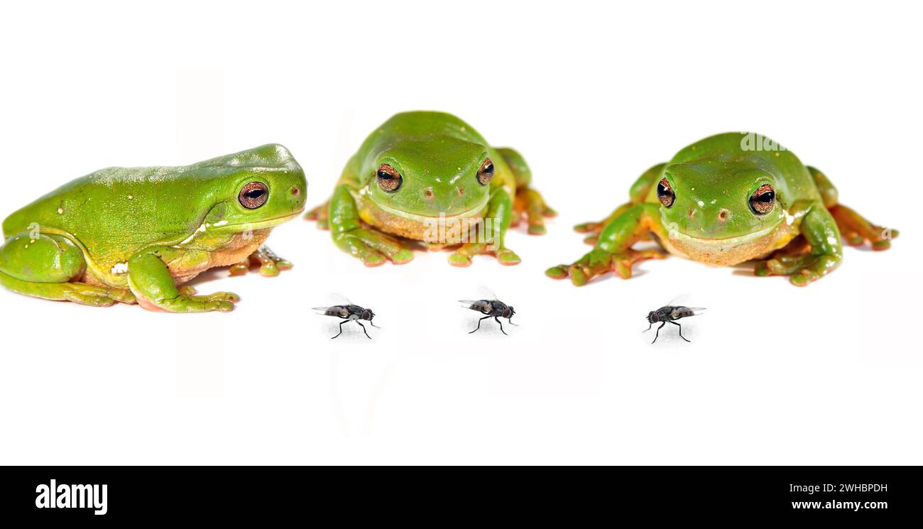 Three frogs and flies Stock Photo - Alamy
