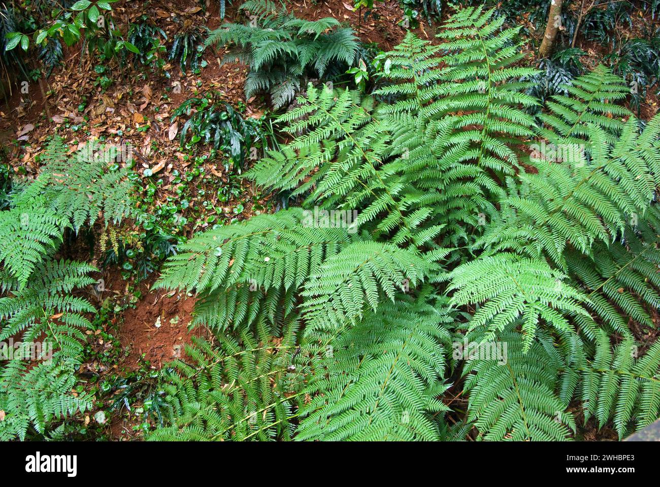 Sub rainforest hi-res stock photography and images - Alamy