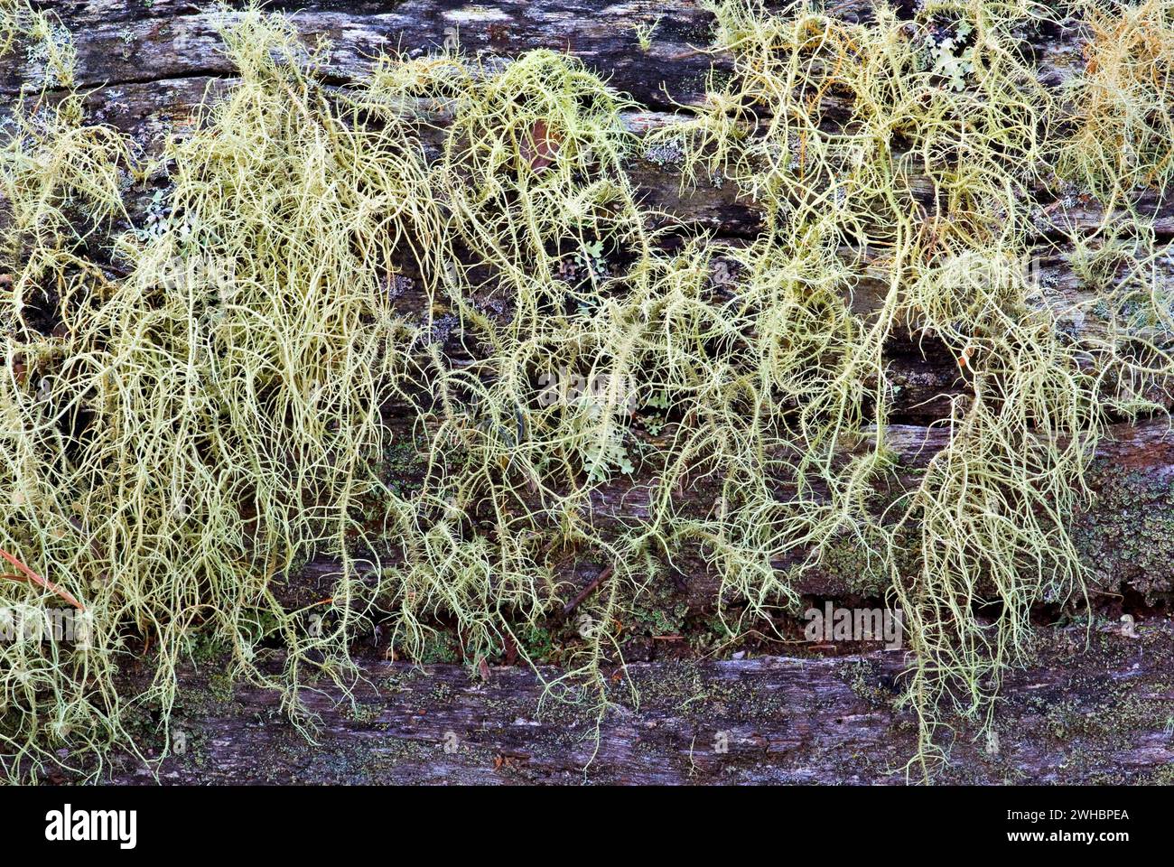 Moss wooden log wood hi-res stock photography and images - Alamy