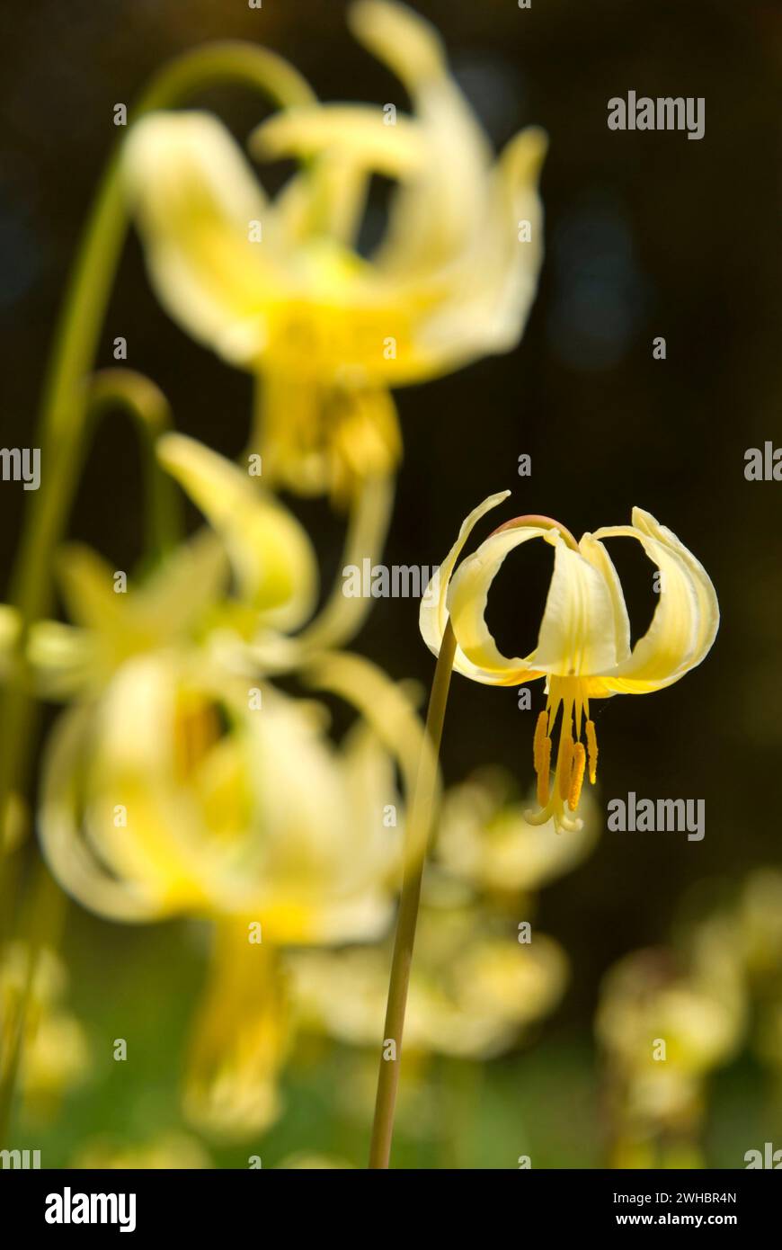 Fawn lily (Erythronium oregonum), Bush Park, Salem, Oregon Stock Photo ...
