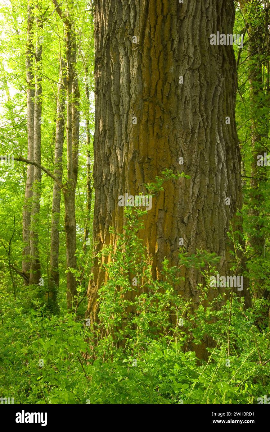 Cottonwood trunk in forest, Willamette Mission State Park, Oregon Stock ...