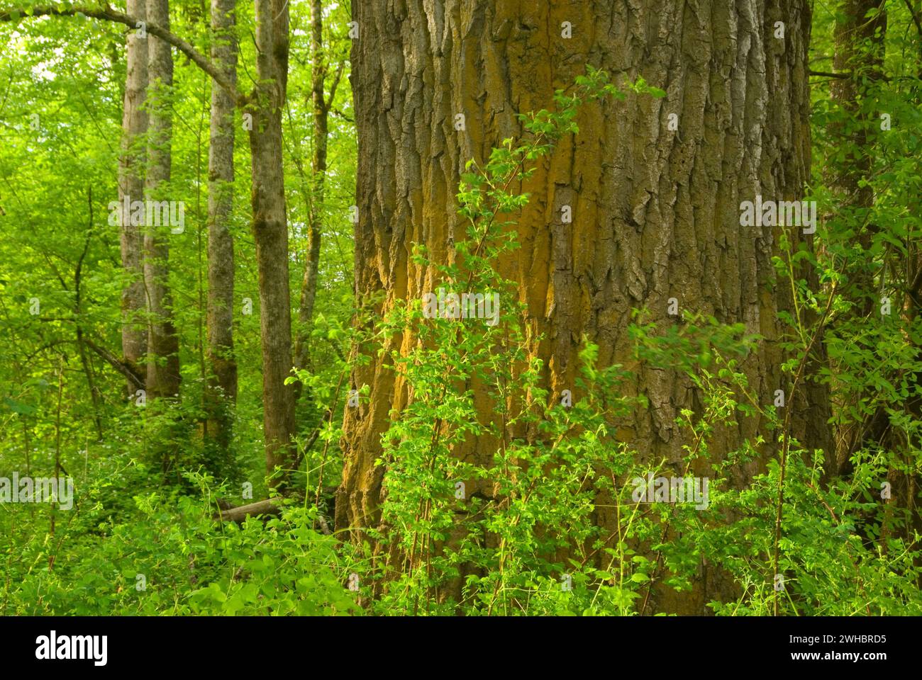 Cottonwood trunk in forest, Willamette Mission State Park, Oregon Stock ...