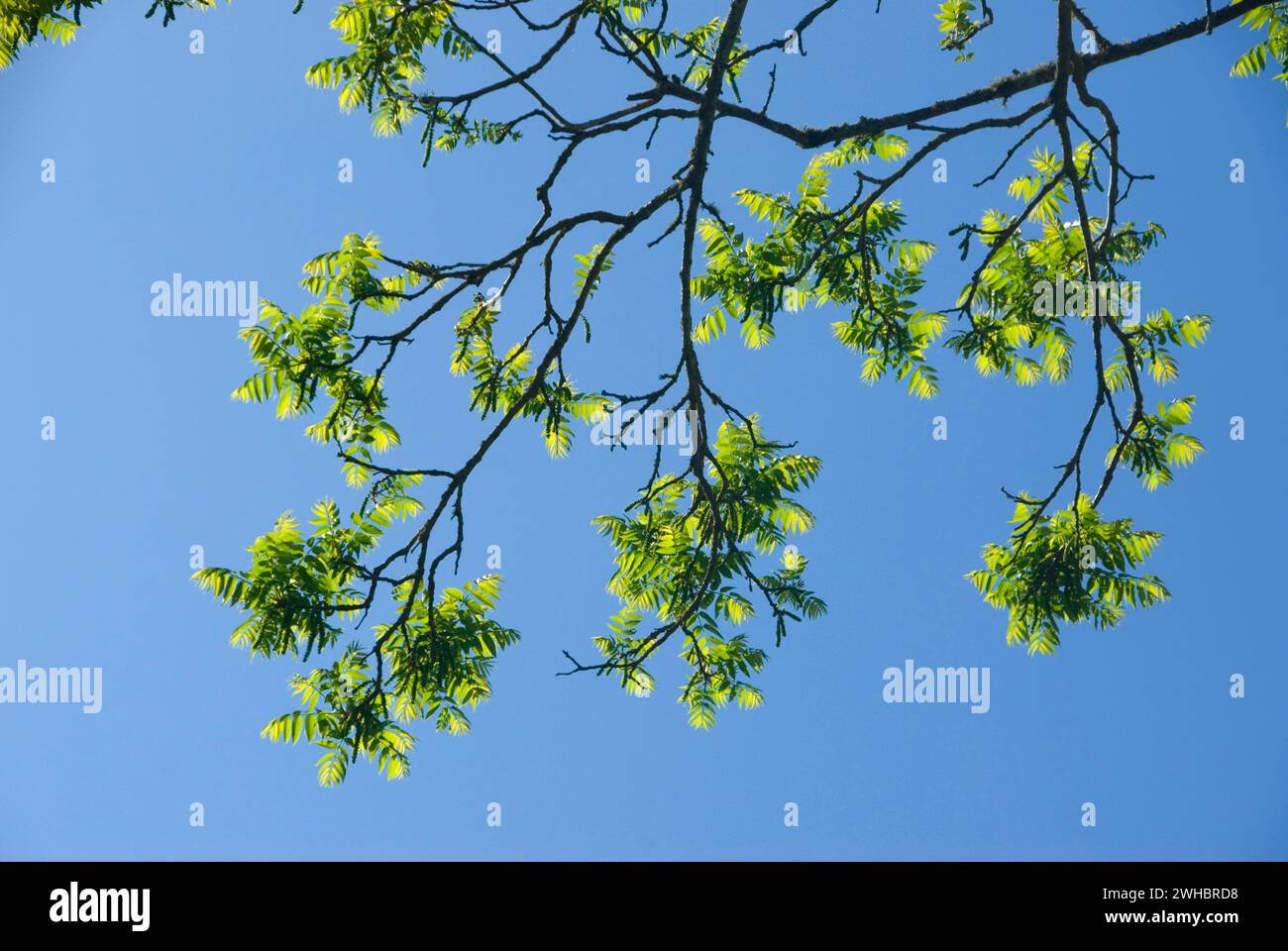 Walnut tree branch, Willamette Mission State Park, Oregon Stock Photo ...