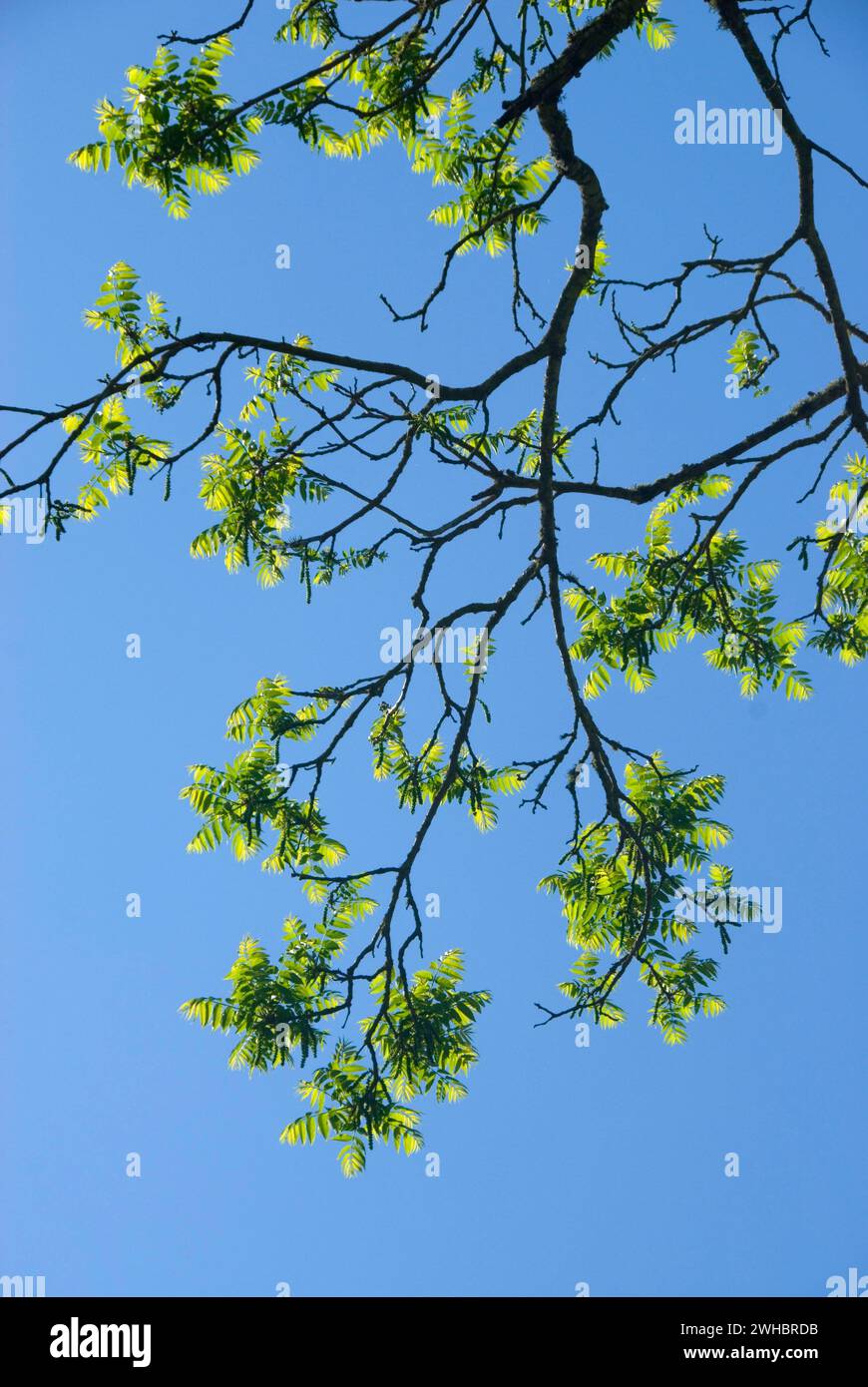 Walnut tree branch, Willamette Mission State Park, Oregon Stock Photo ...