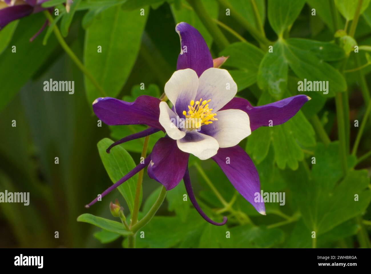 Columbine, Schreiners Iris Gardens, Keizer, Oregon Stock Photo - Alamy