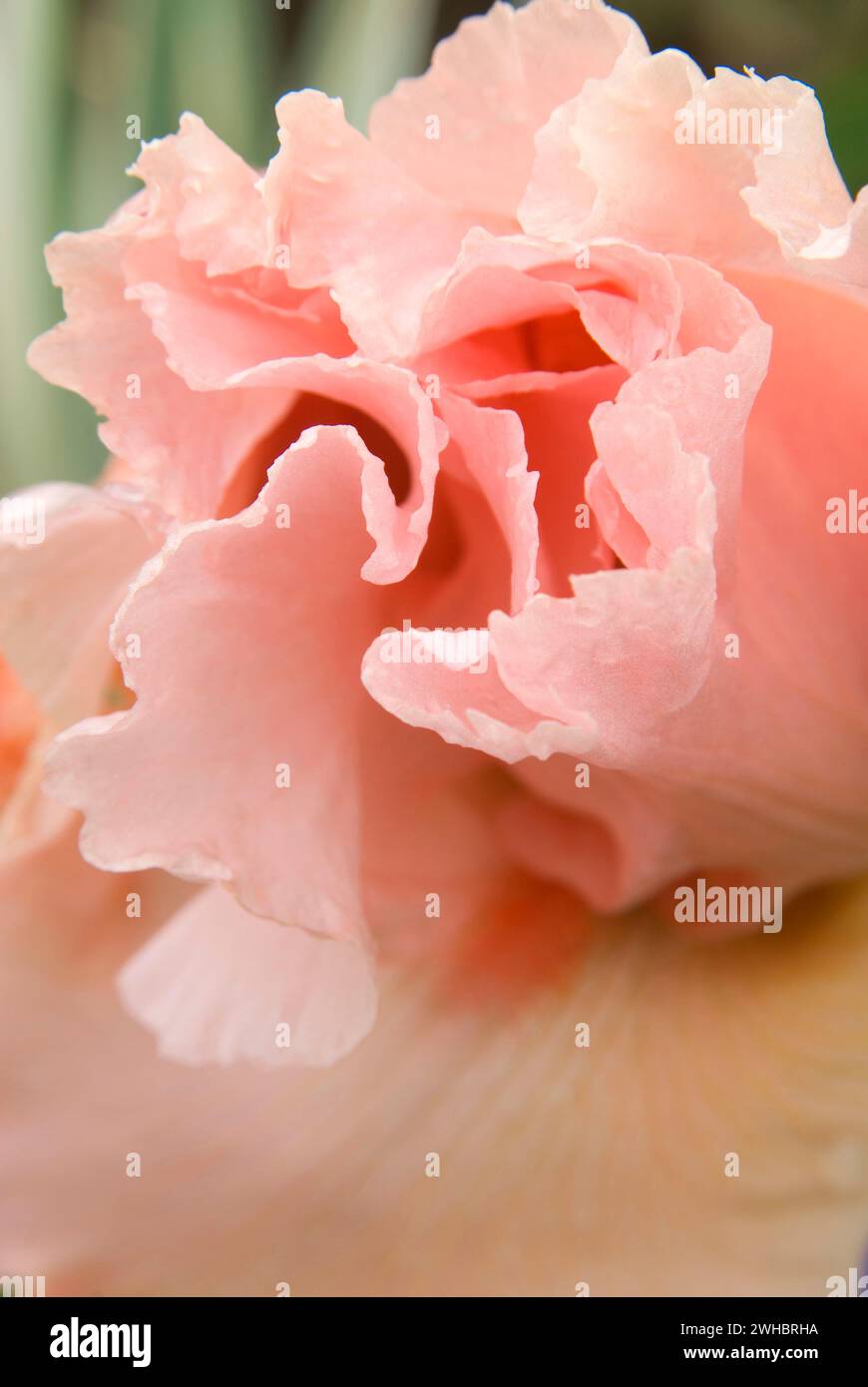 Magical Encounter iris, Schreiners Iris Gardens, Keizer, Oregon Stock ...