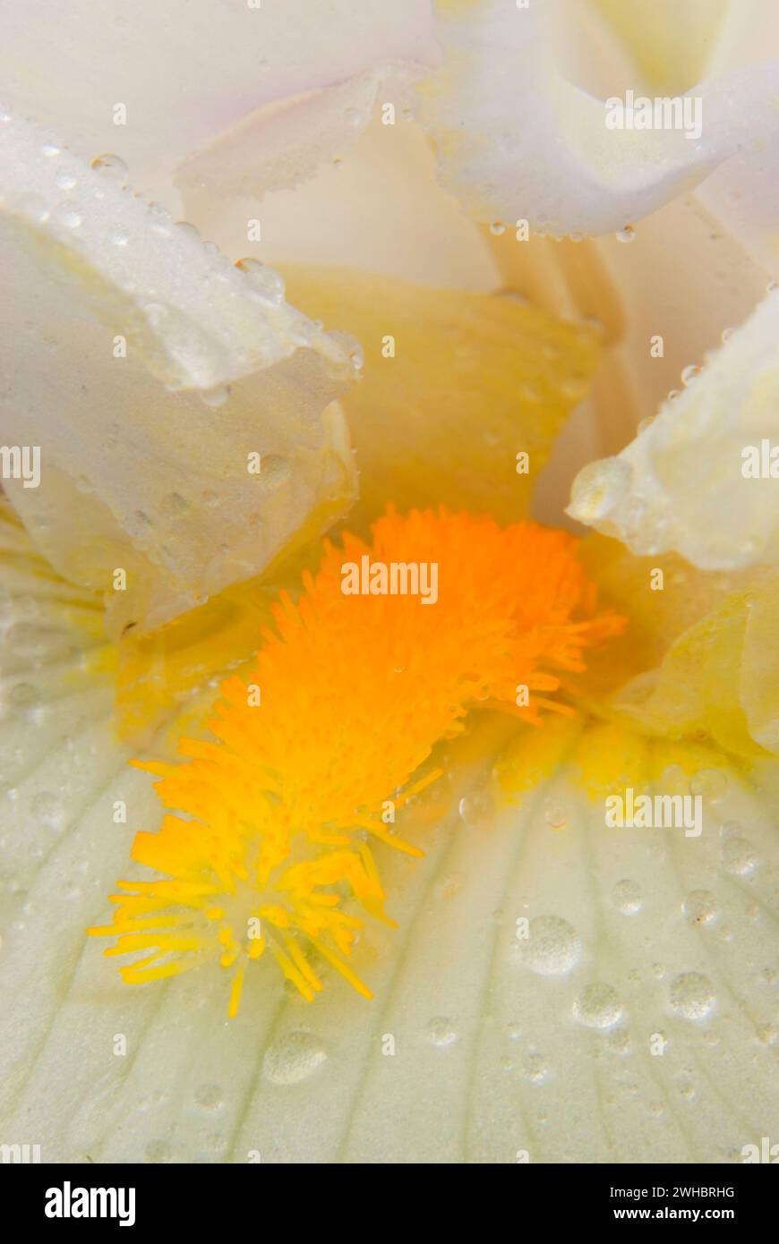 Schreiner’s iris gardens hi-res stock photography and images - Alamy