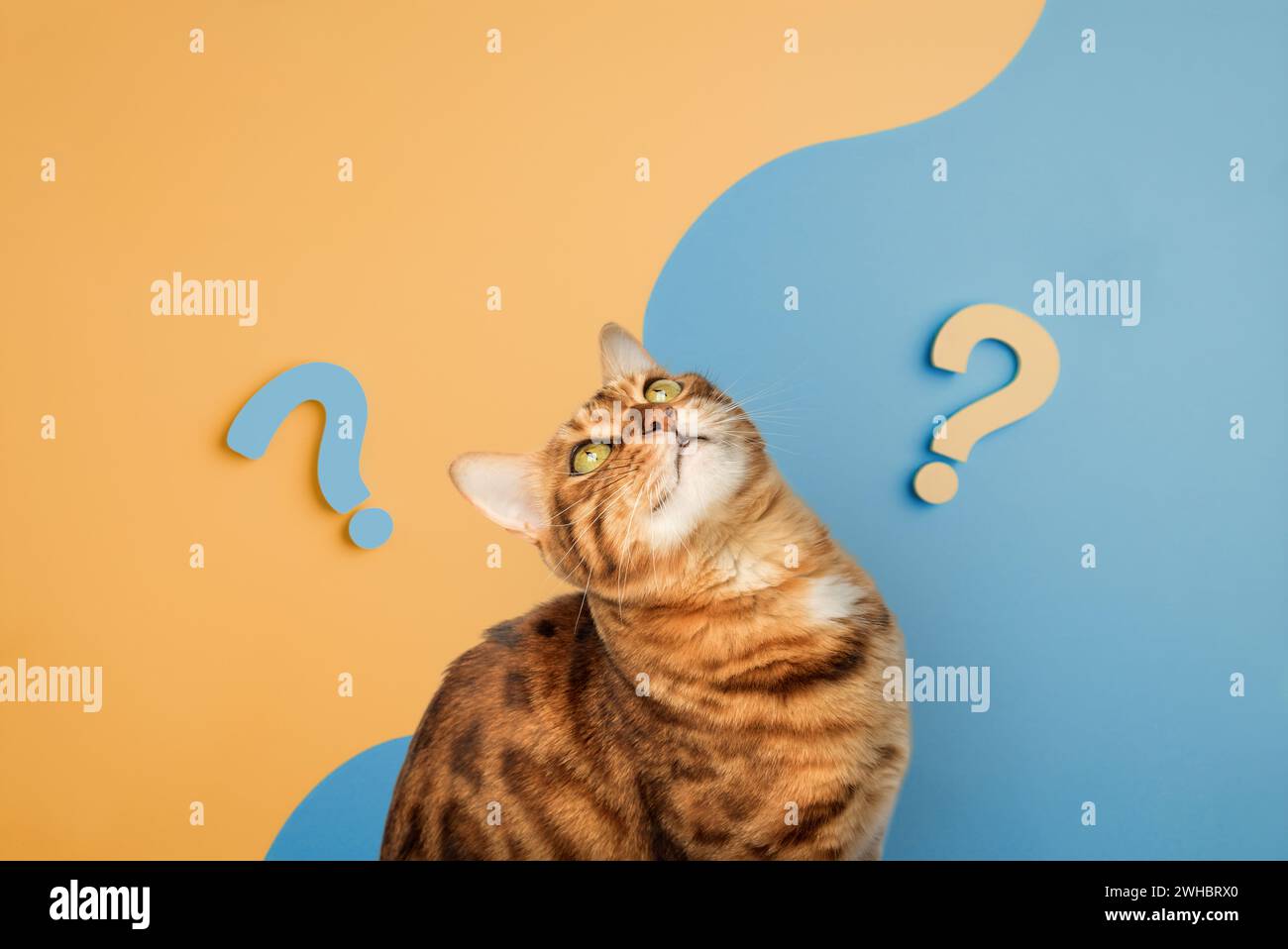 Cute curious cat with question marks on an orange - blue background ...