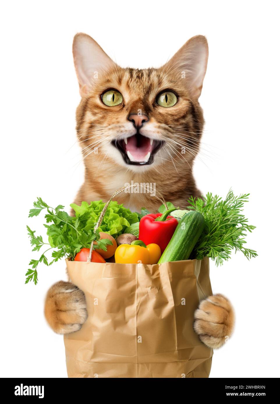 Funny cat with a paper bag of groceries on a white background Stock ...