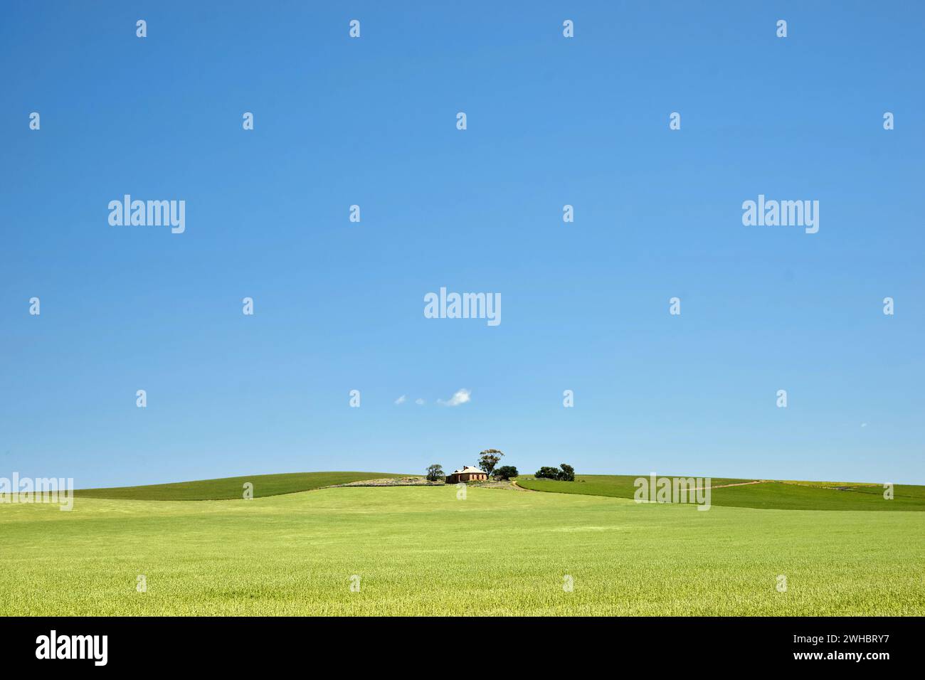 Farm has fields of wheat Stock Photo - Alamy