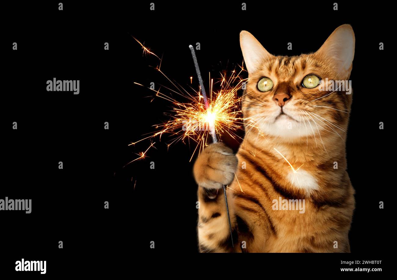 Light flicker on cat black hi-res stock photography and images - Alamy