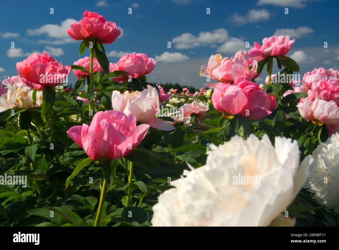Bowl of Cream and Ann Berry Cousins peonies, Adelman Peony Garden ...