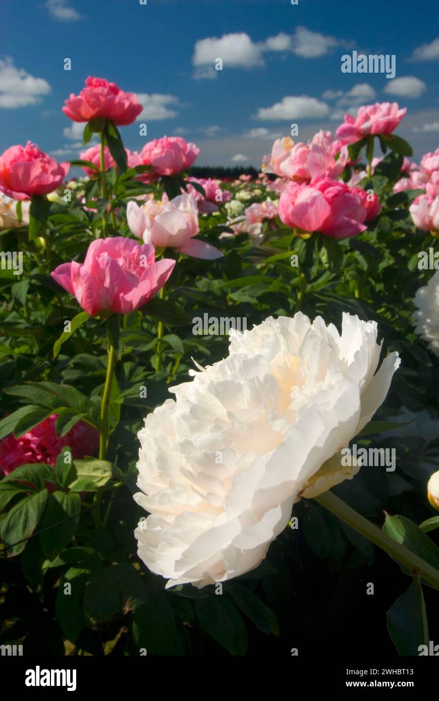 Bowl of Cream and Ann Berry Cousins peonies, Adelman Peony Garden ...