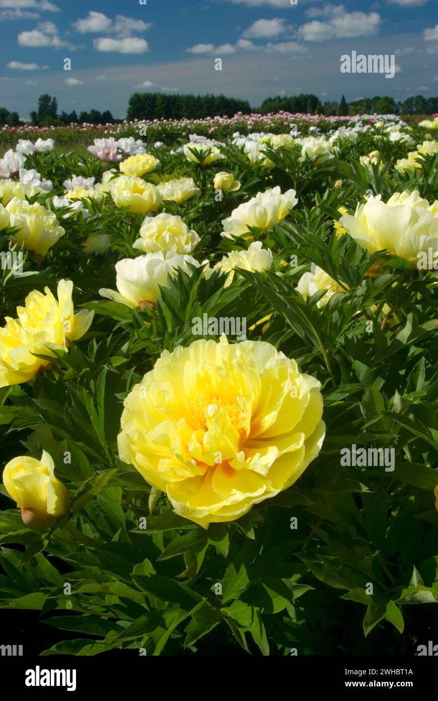 Peony field with Bartzella peony, Adelman Peony Garden, Brooks, Oregon ...