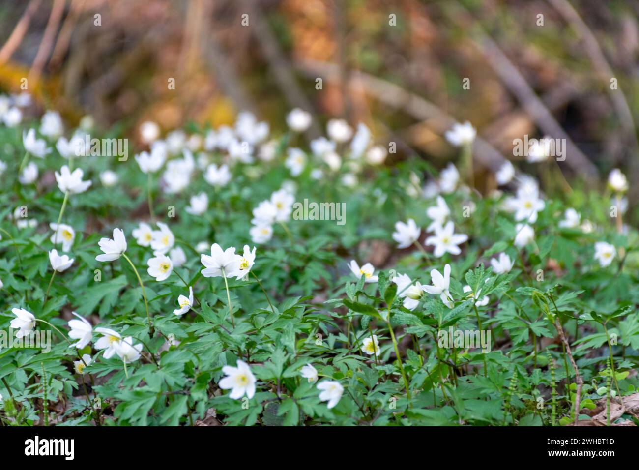 color photo of first spring flowers and bright green grass, first ...