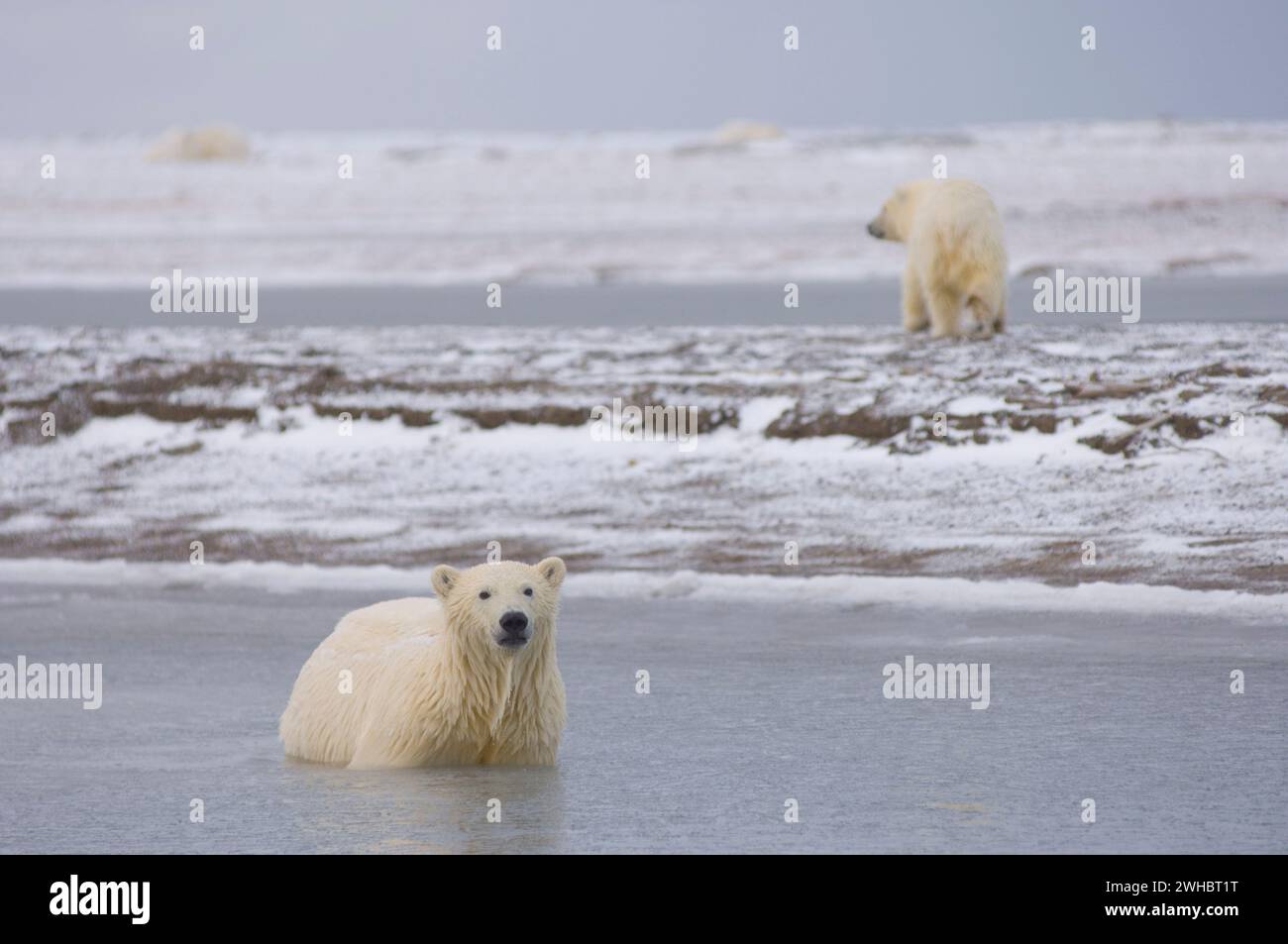 polar bears Ursus maritimus cub in lagoon water sow and boar along a ...