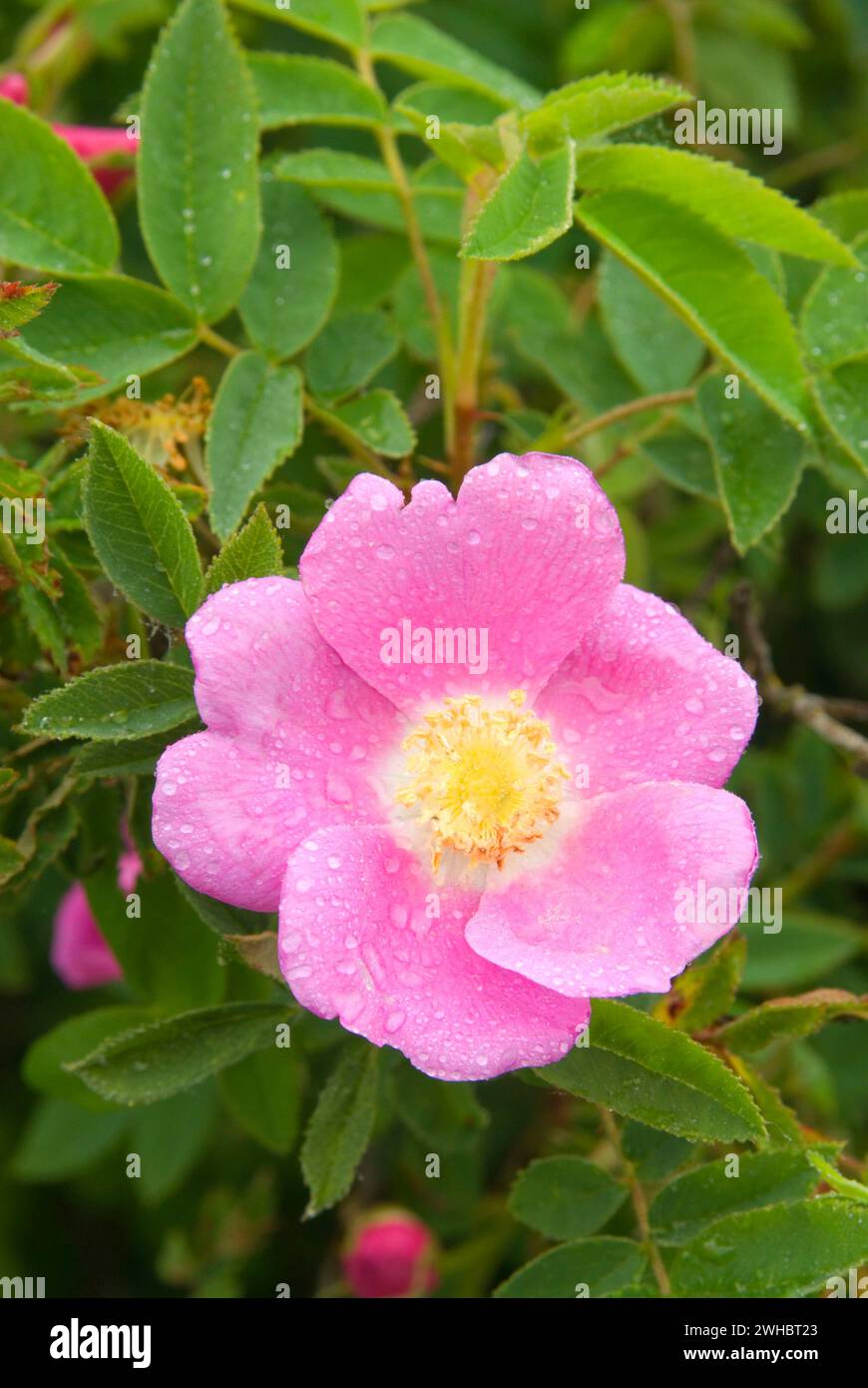 Wild rose, Baskett Slough National Wildlife Refuge, Oregon Stock Photo ...