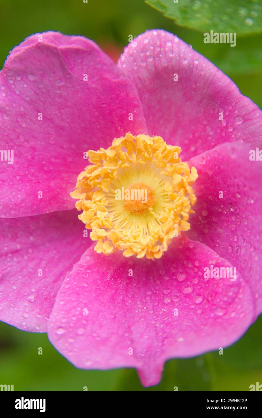Wild rose, Baskett Slough National Wildlife Refuge, Oregon Stock Photo ...
