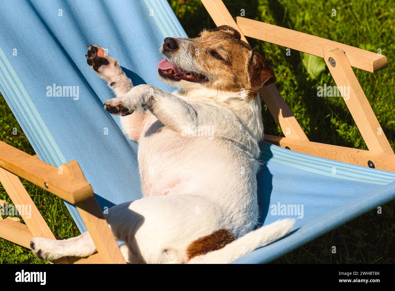 Hello dog days of summer. Funny dog chills and sunbathes in desk chair ...