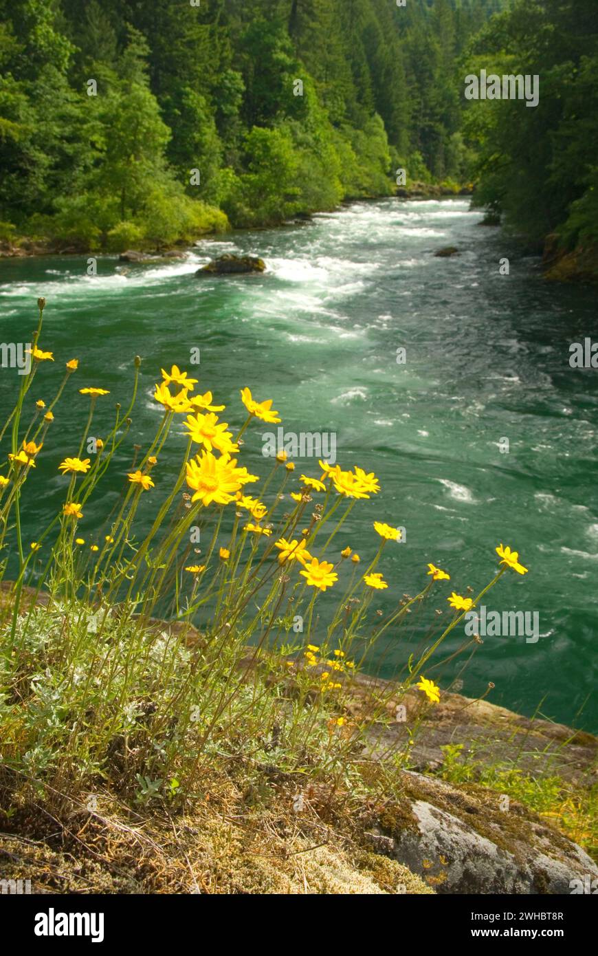 North Santiam River with Oregon sunshine, Niagara County Park, Oregon ...