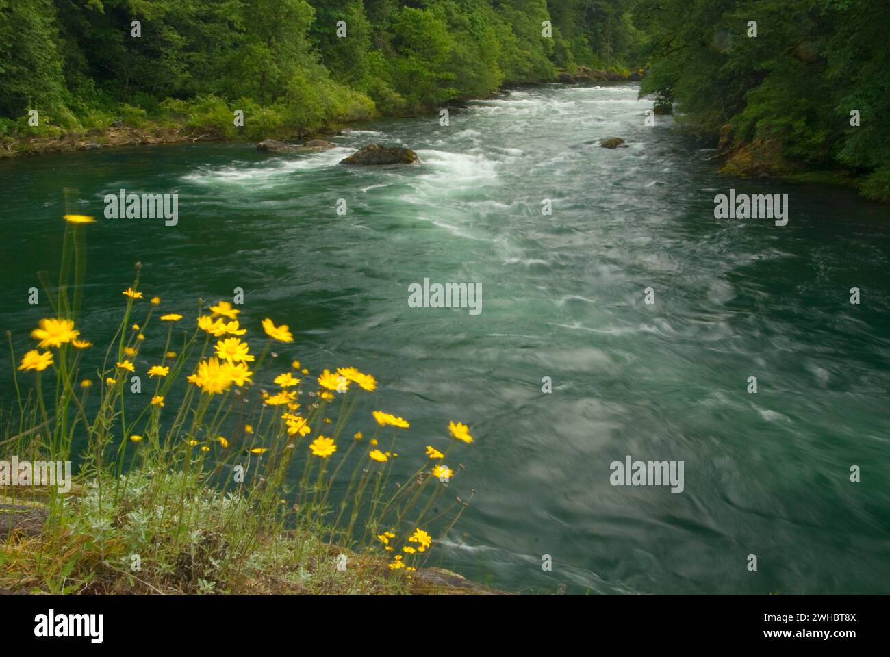 North Santiam River with Oregon sunshine, Niagara County Park, Oregon ...