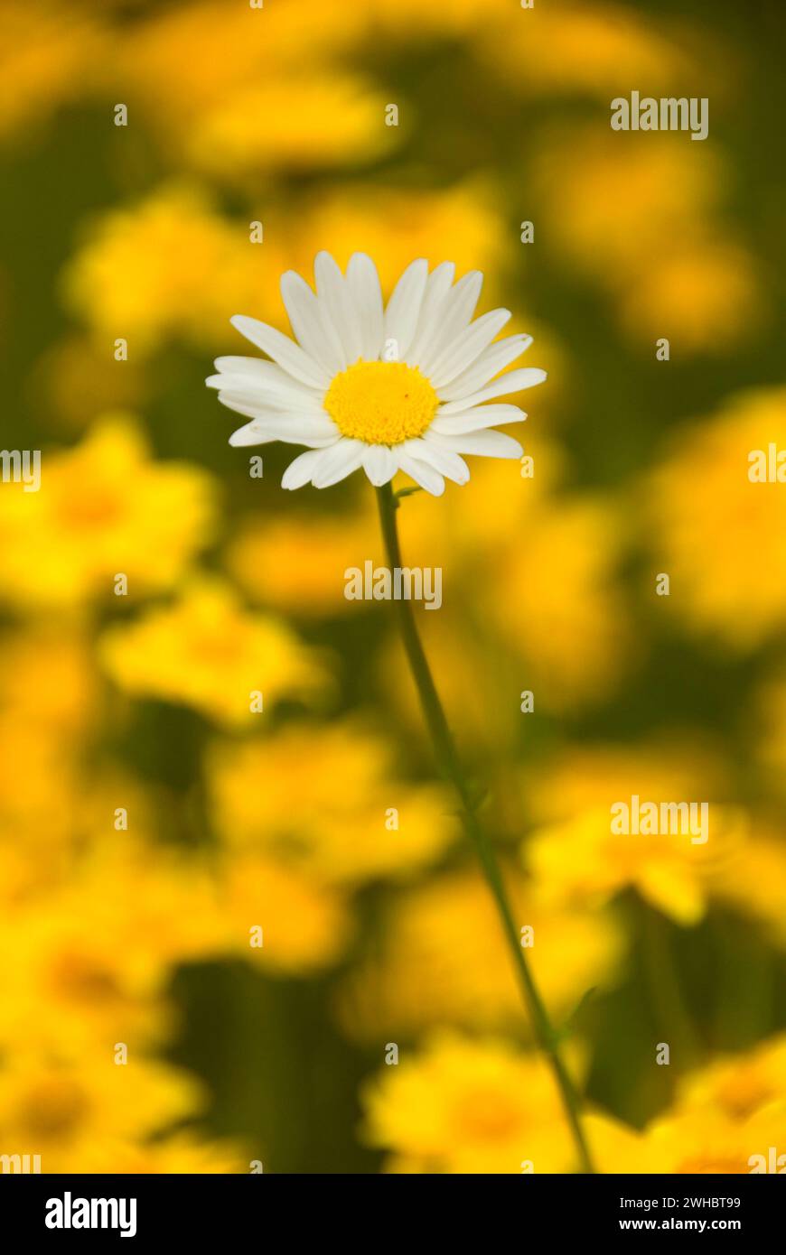 Daisy and Oregon sunshine, Niagara County Park, Oregon Stock Photo - Alamy