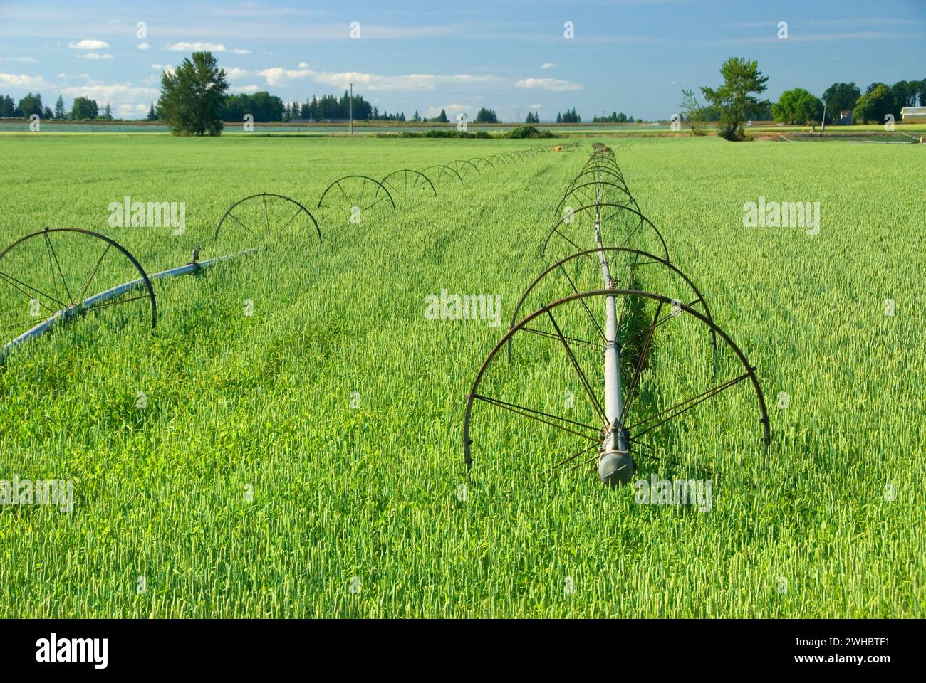 Oregon pipe hi-res stock photography and images - Alamy