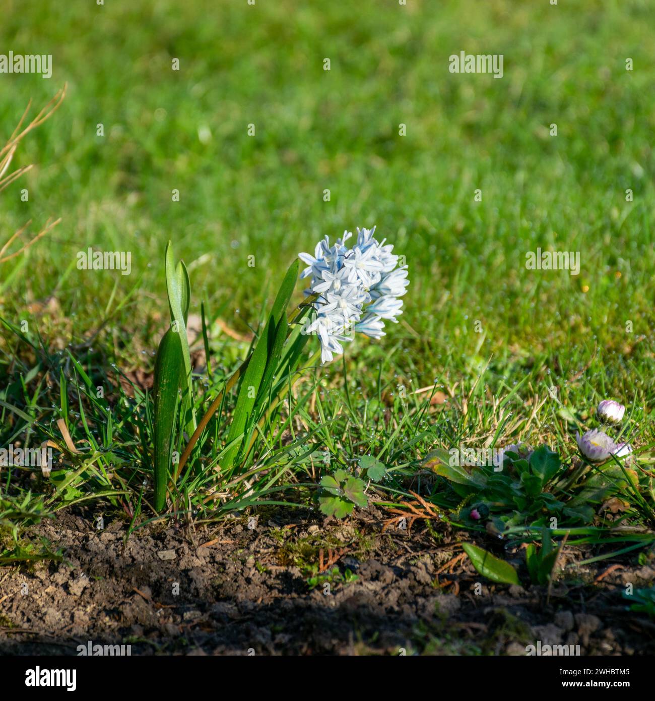 color photo of first spring flowers and bright green grass, first ...