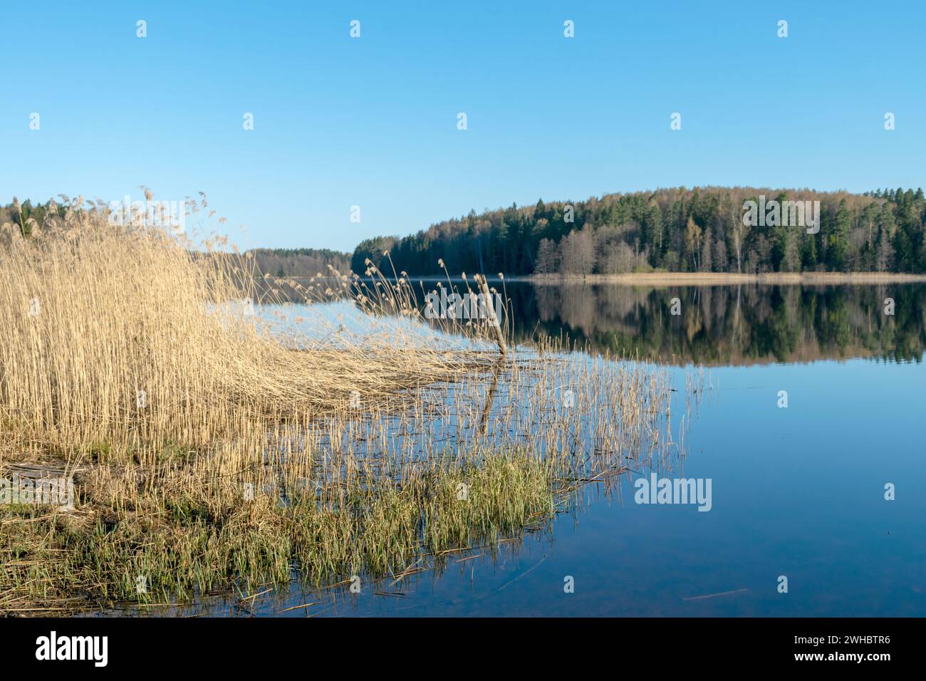 sunny spring landscape with calm lake, first green of spring in trees ...
