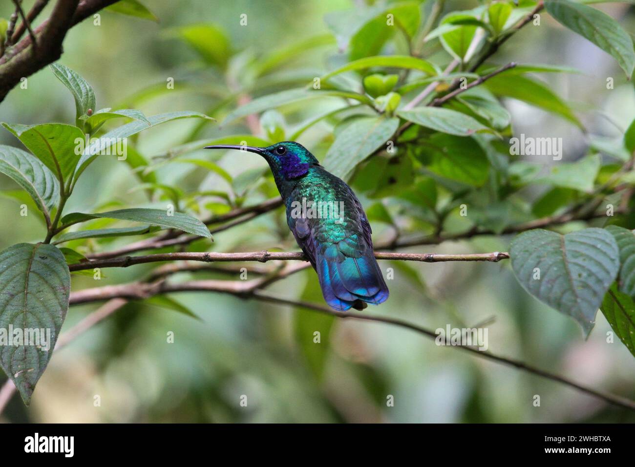 Costa rica green colibri hi-res stock photography and images - Alamy