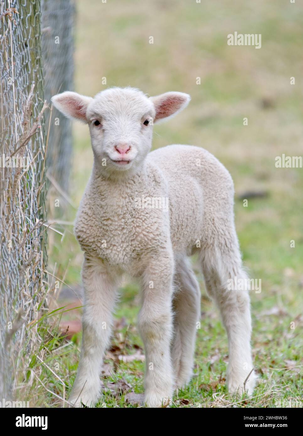 Cute baby lamb Stock Photo - Alamy