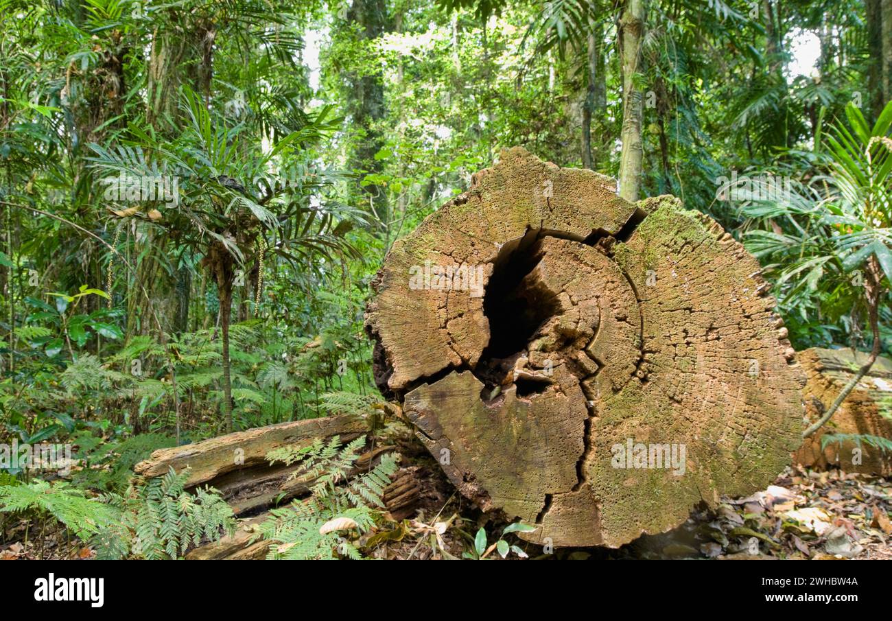 Tree cut in rainforest Stock Photo - Alamy