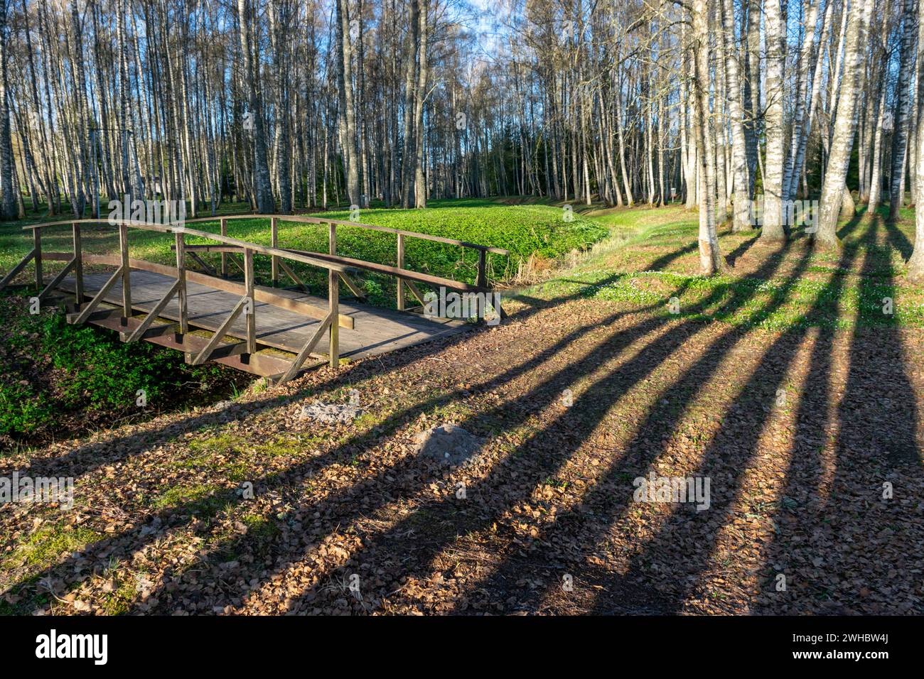 landscape with a birch grove on a spring morning, the first bright ...