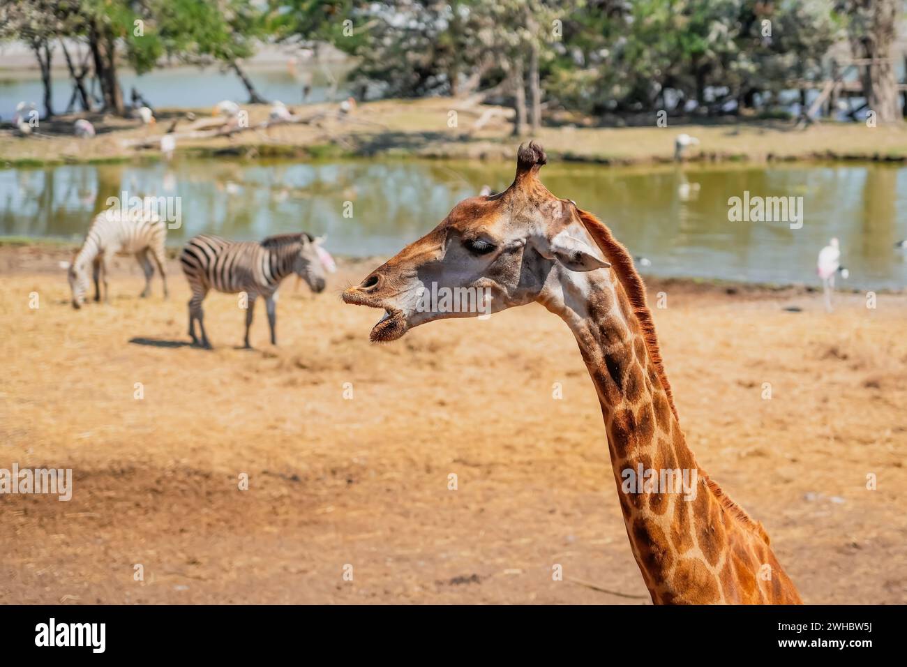 Neck and head of a giraffe close-up, zebras at a watering hole near ...