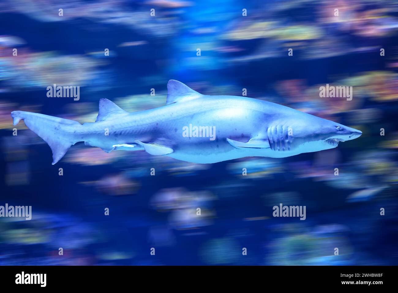 Scary shark with sharp teeth protruding from its mouth underwater world ...