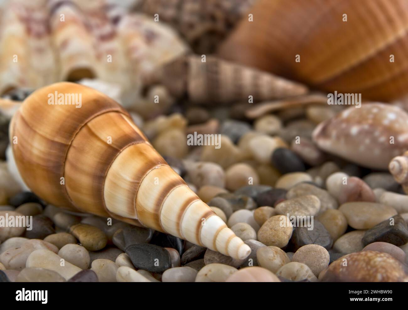Sea bottom rocks shells hi-res stock photography and images - Alamy