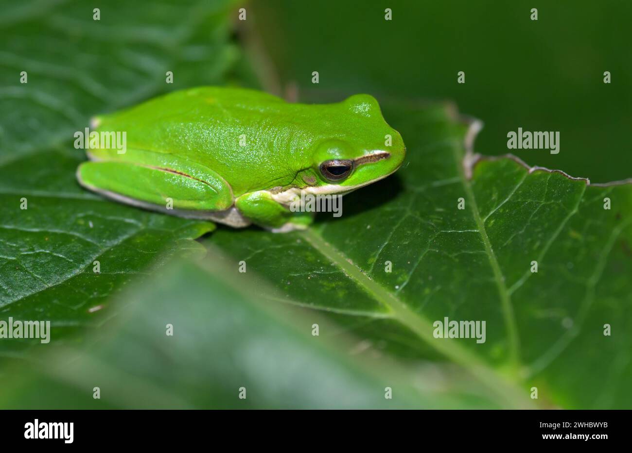 Happy tree frog hi-res stock photography and images - Alamy