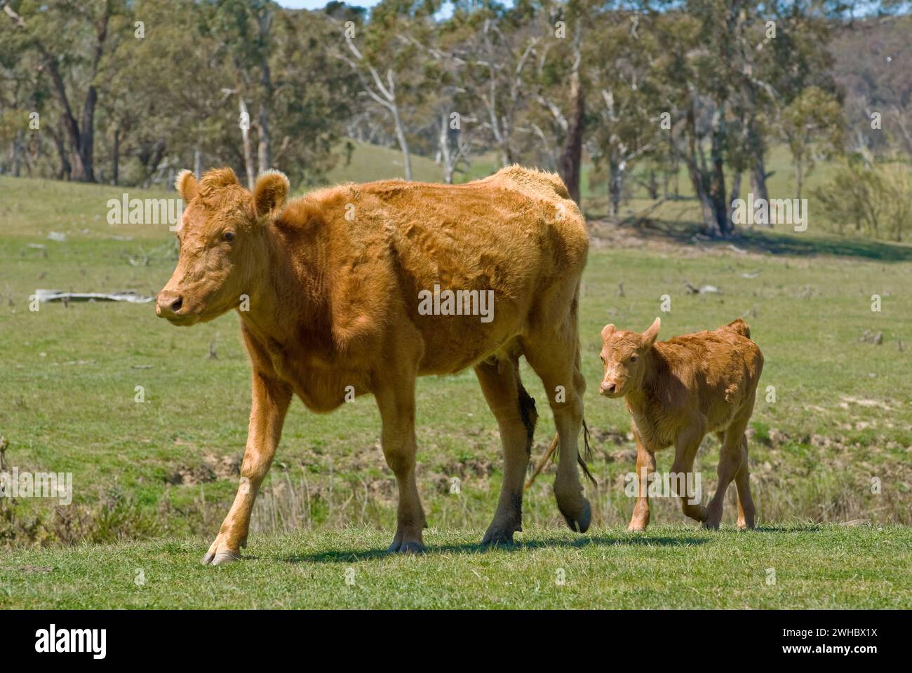 Mother cow and calf Stock Photo - Alamy