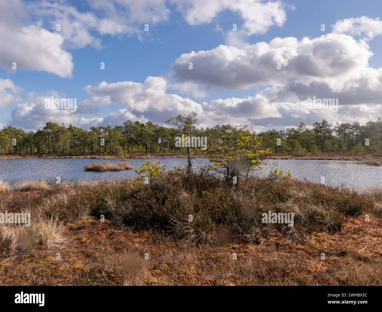 View of a peat bog lake on a sunny day with fragments of dry grass in ...
