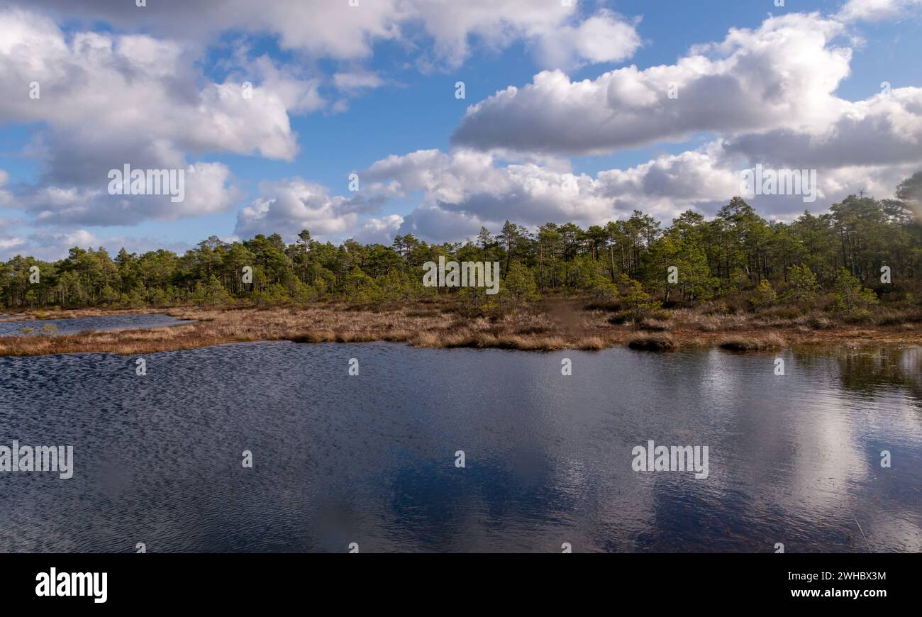 View of a peat bog lake on a sunny day with fragments of dry grass in ...