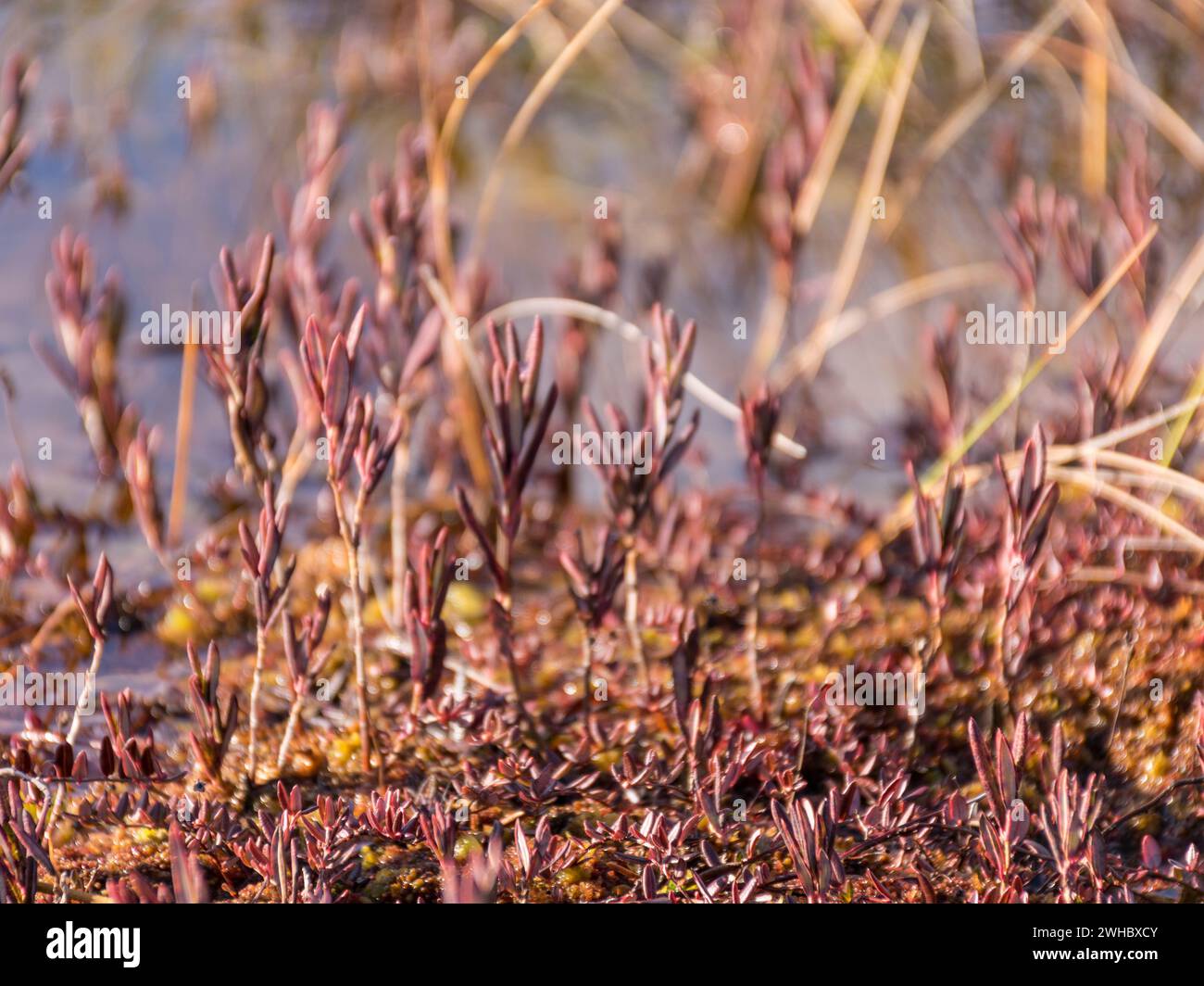 abstract picture with dry texture of marsh grass, blurred background ...