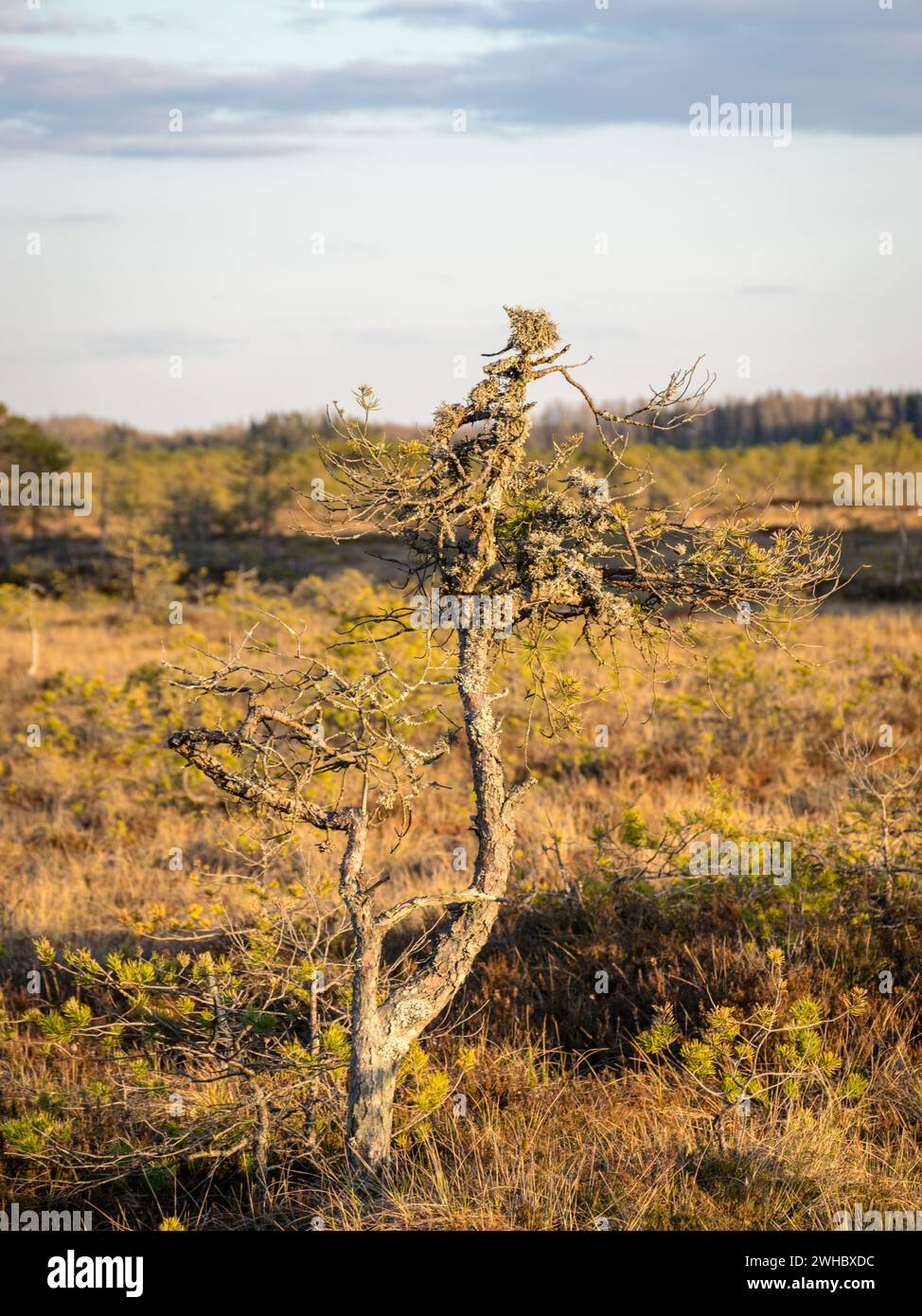 Sunset in the bog, bog pines resembling natural bonsai trees, typical ...